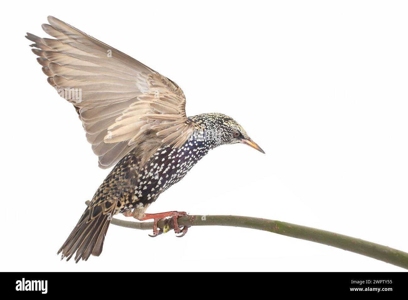 Starling with spread wings isolated on white. Studio Stock Photo - Alamy