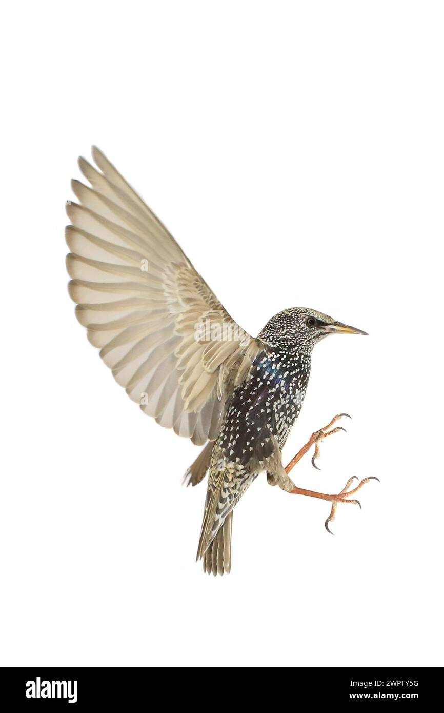 Starling with spread wings isolated on white. Studio Stock Photo - Alamy