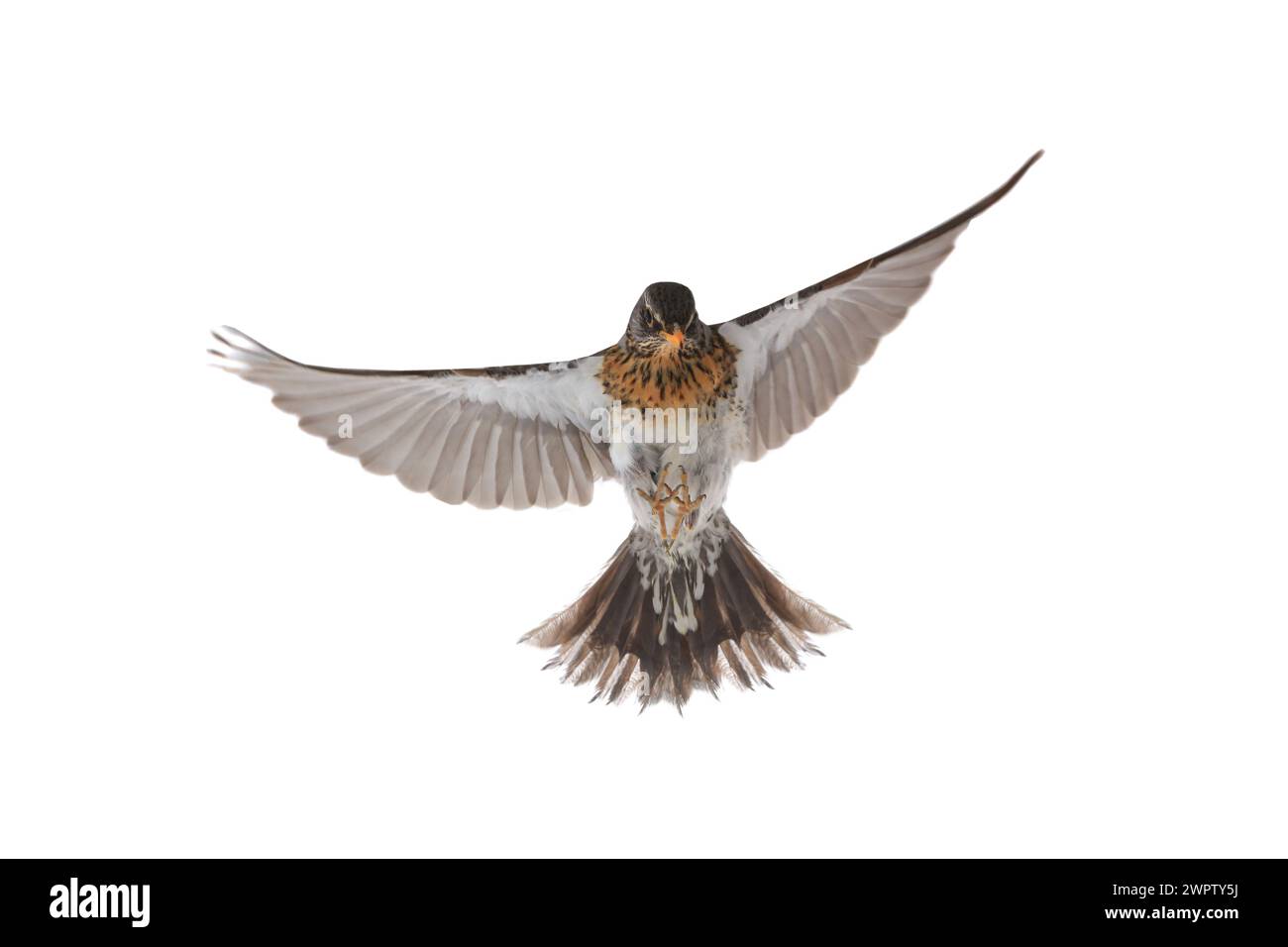 thrush in flight (Turdus pilaris), isolated on white Stock Photo - Alamy