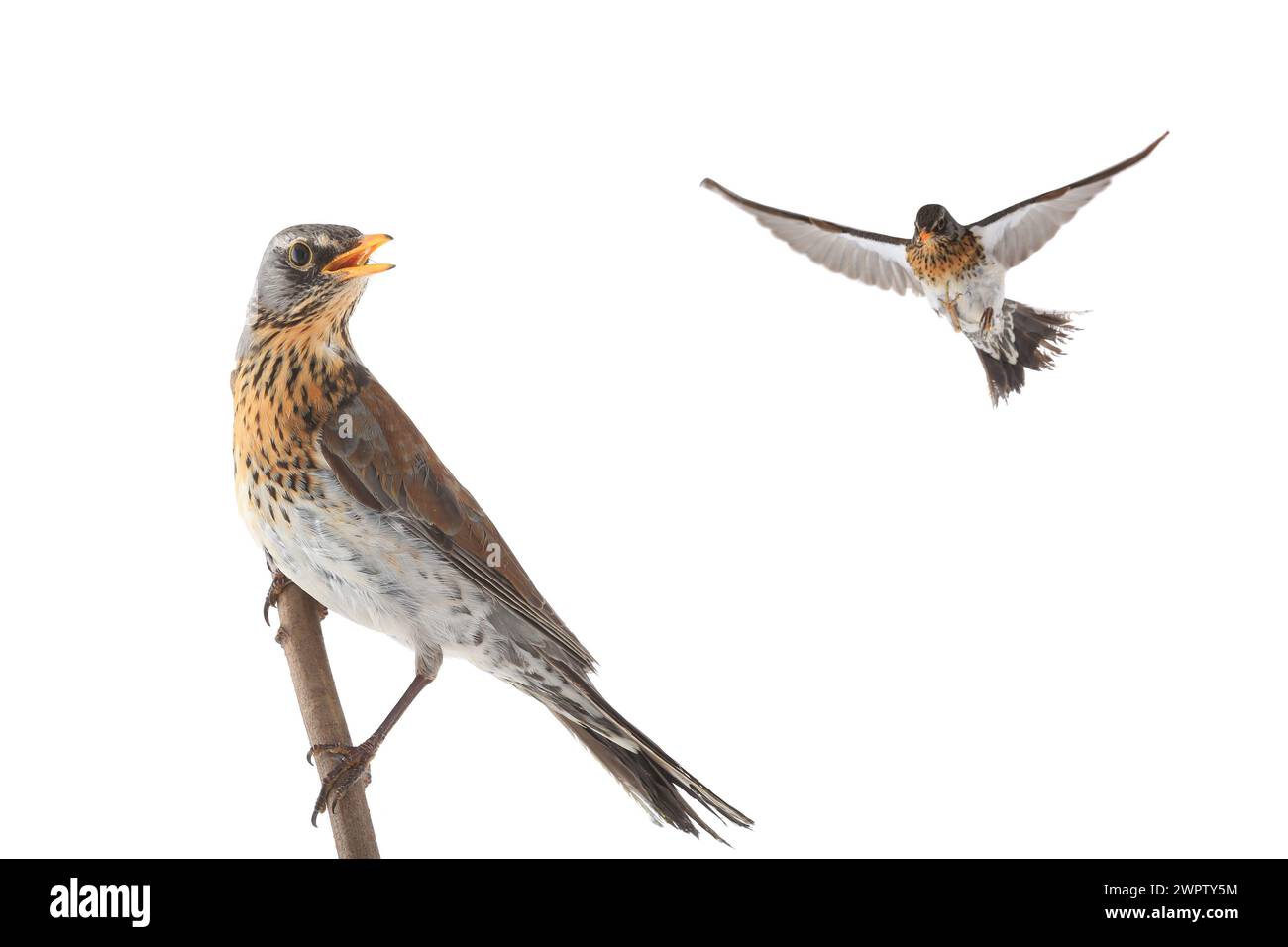 thrush in flight (Turdus pilaris), isolated on white Stock Photo - Alamy