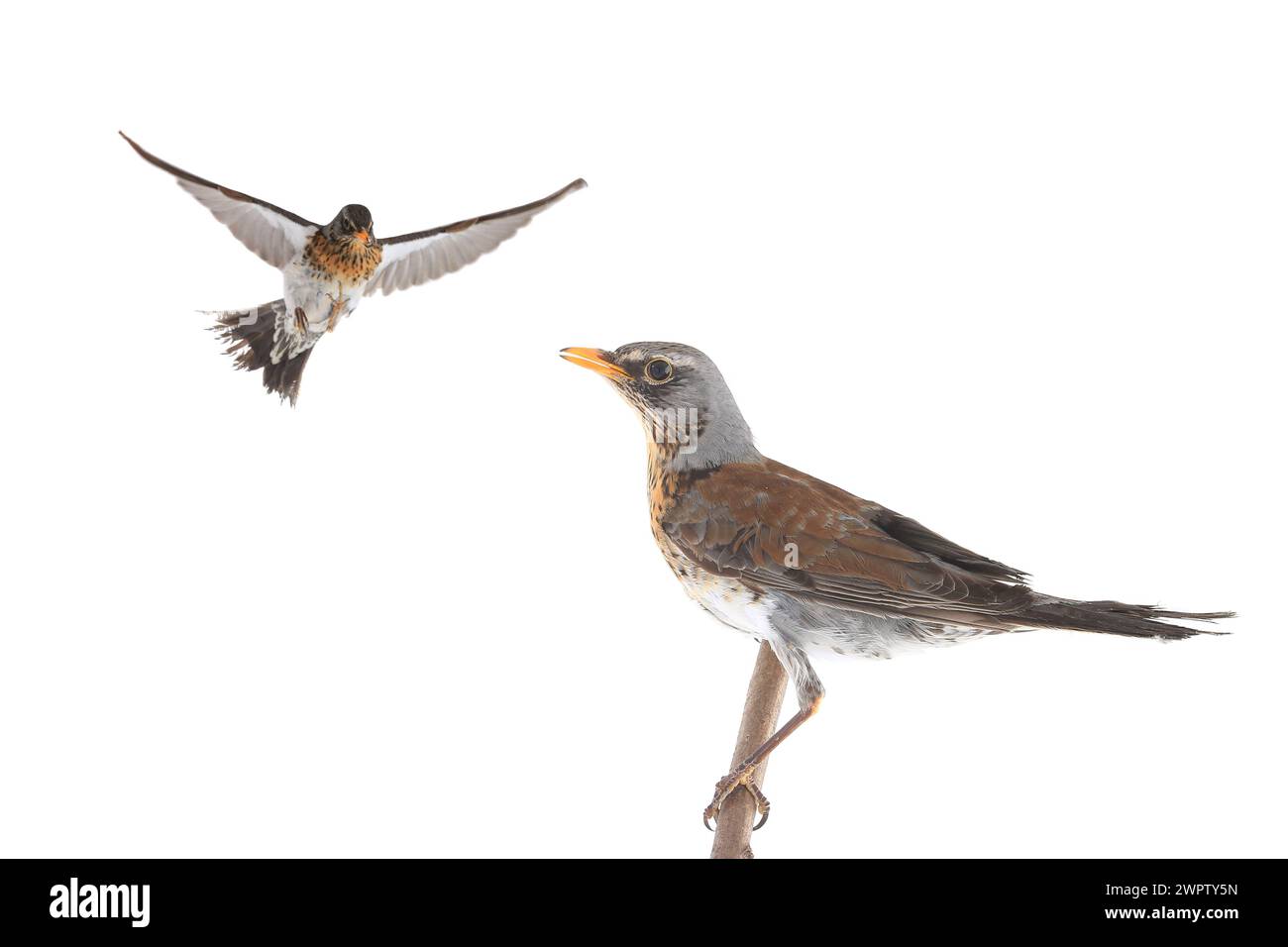 thrush in flight (Turdus pilaris), isolated on white Stock Photo - Alamy