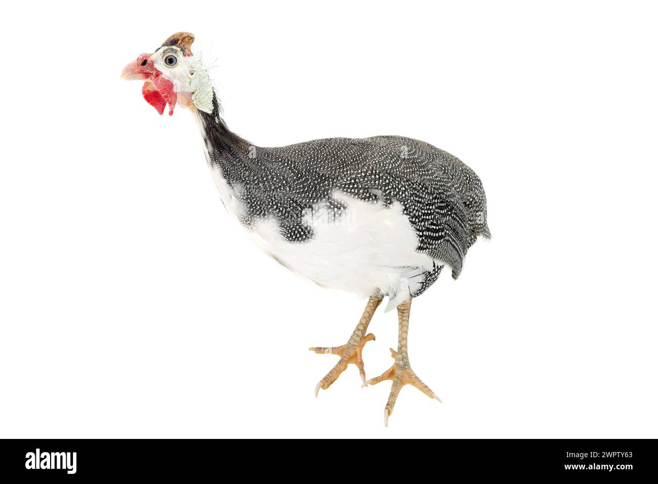 Guinea fowls (Numida meleagris) isolated on a white background in ...