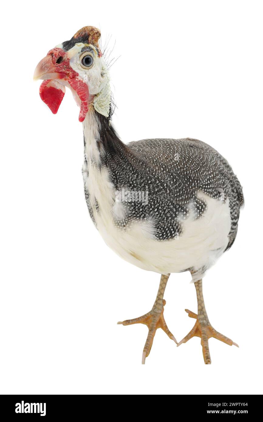 Guinea fowls (Numida meleagris) isolated on a white background in ...