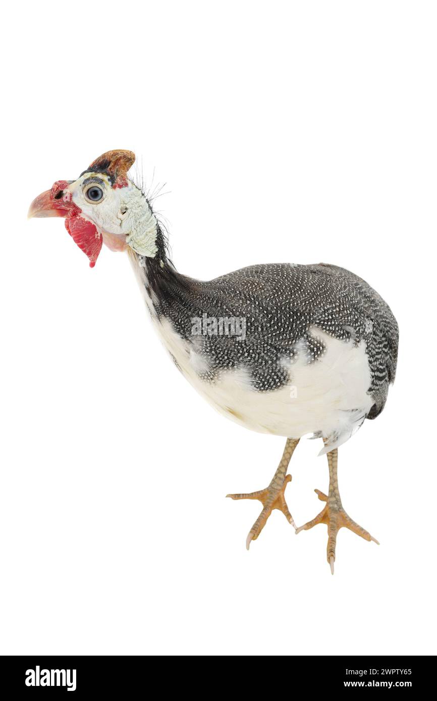 Guinea fowls (Numida meleagris) isolated on a white background in ...