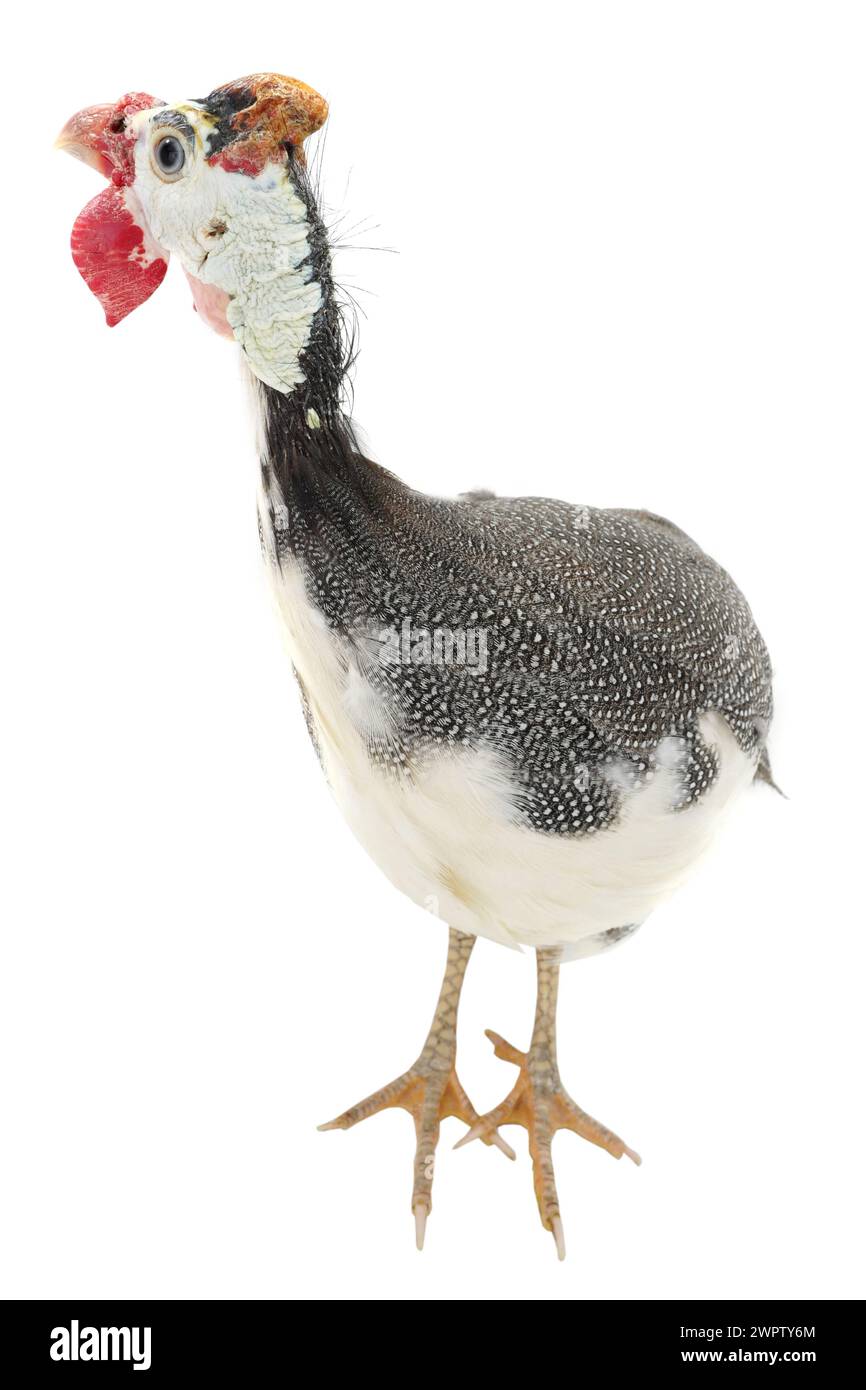 Guinea fowls (Numida meleagris) isolated on a white background in ...