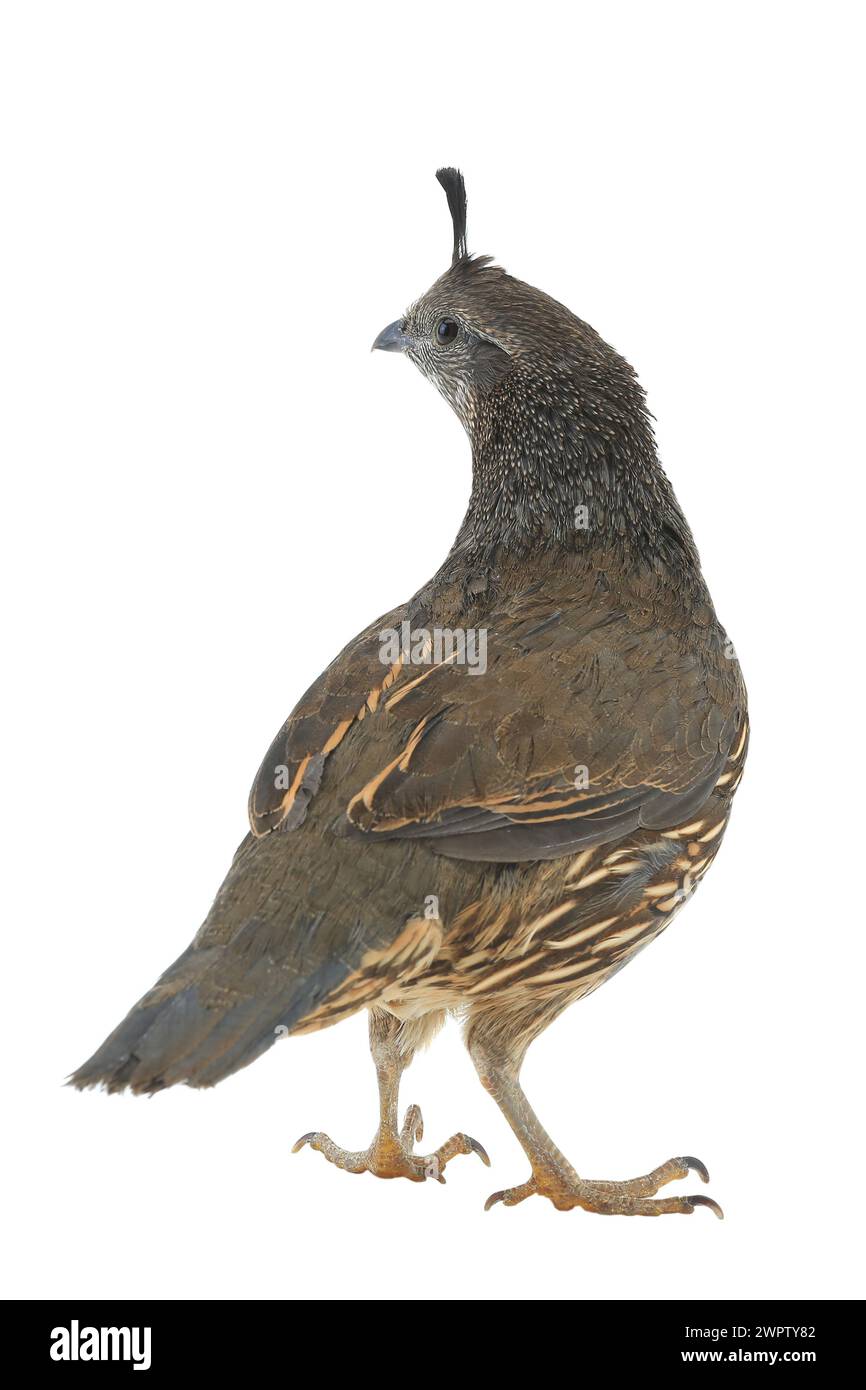 female California Quail on a white background Stock Photo - Alamy