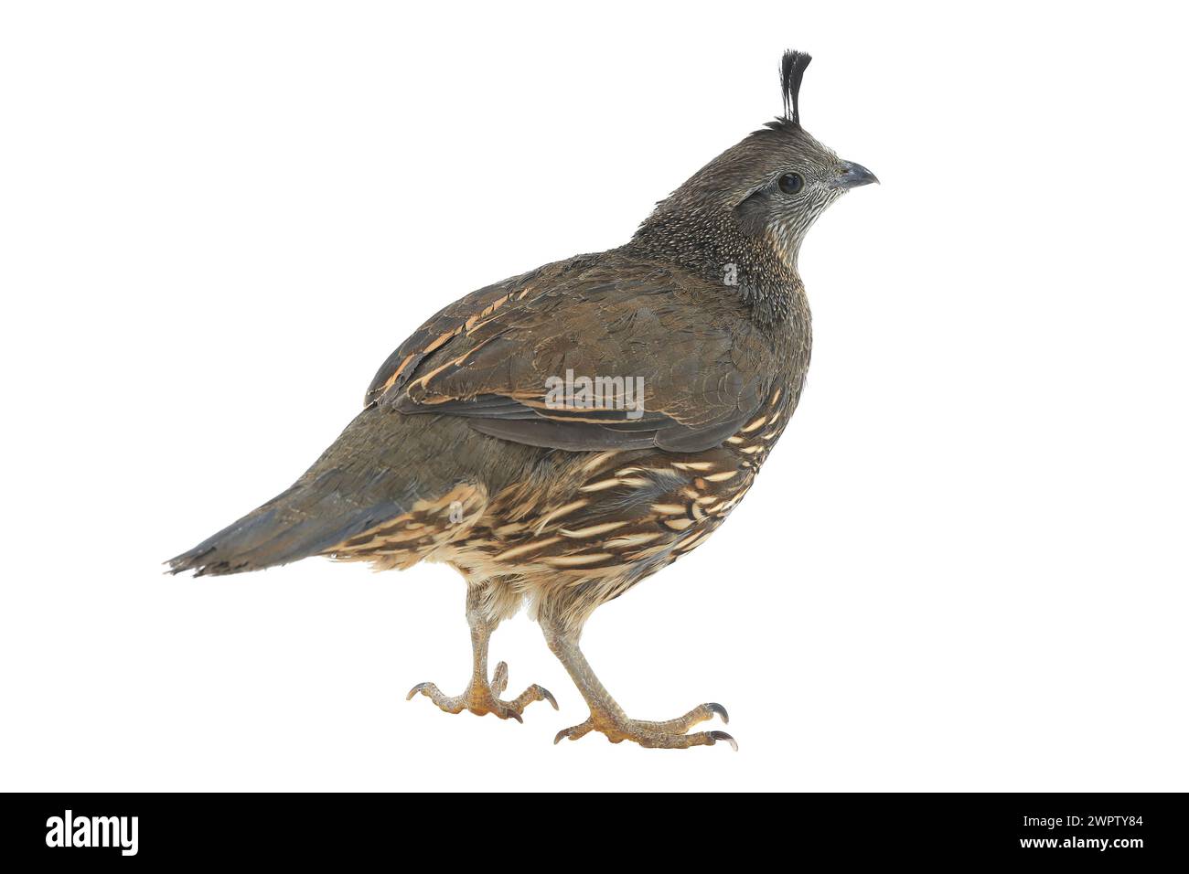 female California Quail on a white background Stock Photo - Alamy