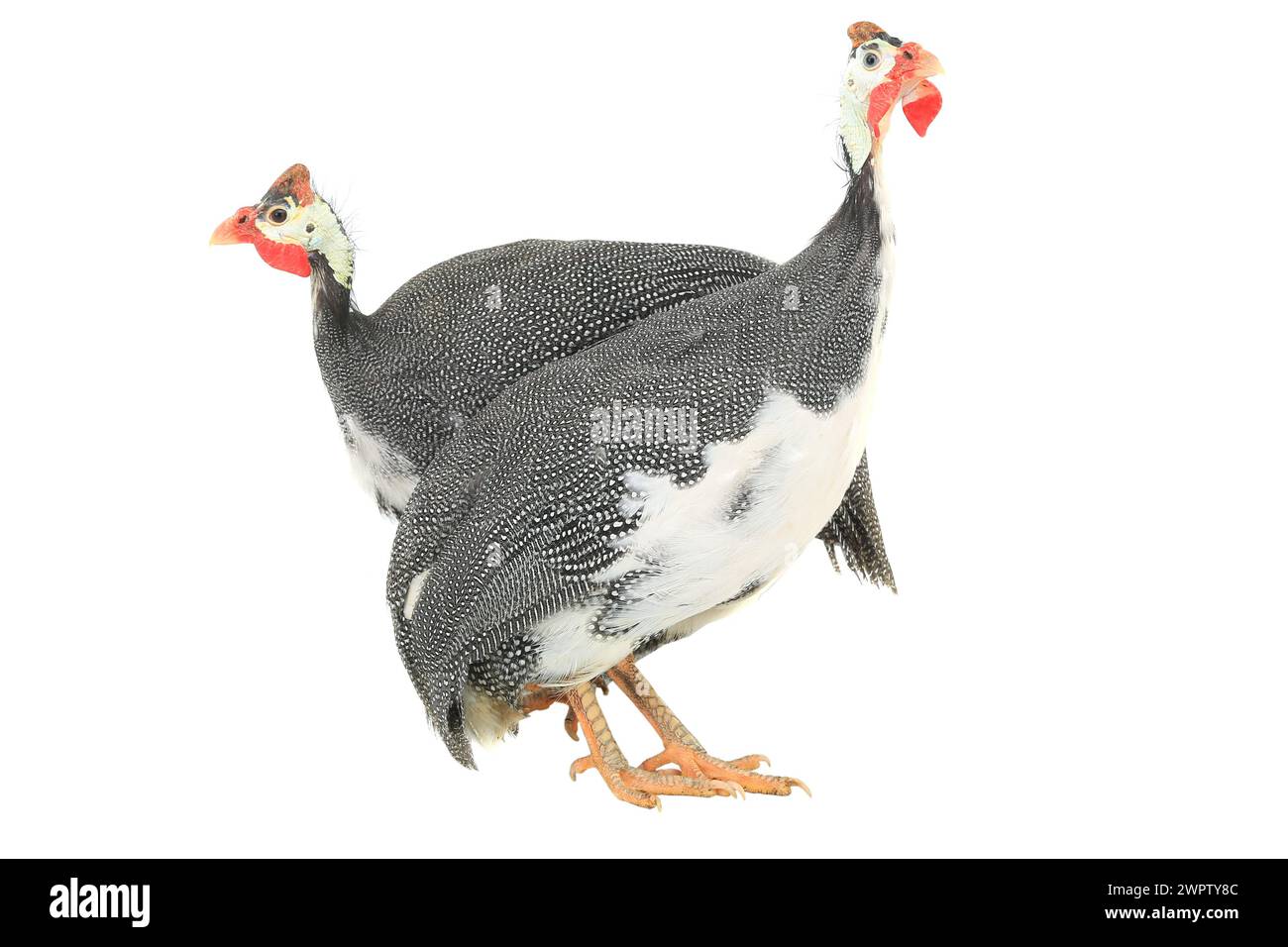 Guinea fowls (Numida meleagris) isolated on a white background in ...