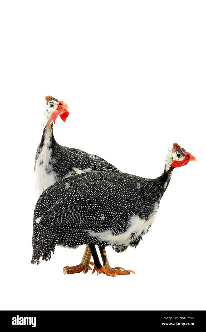 Guinea fowls (Numida meleagris) isolated on a white background in ...
