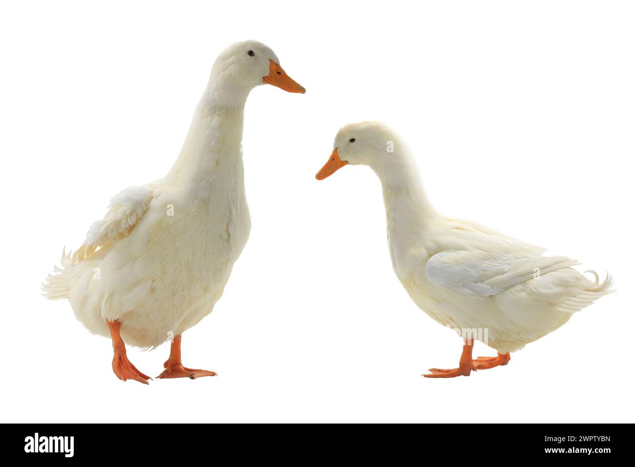 Duck on a white background Stock Photo - Alamy