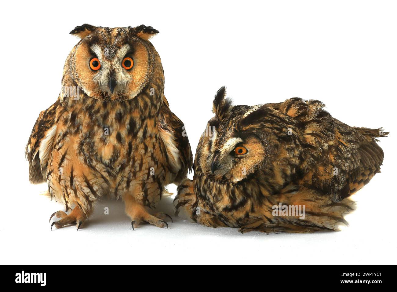 two owl with on a white background Stock Photo - Alamy