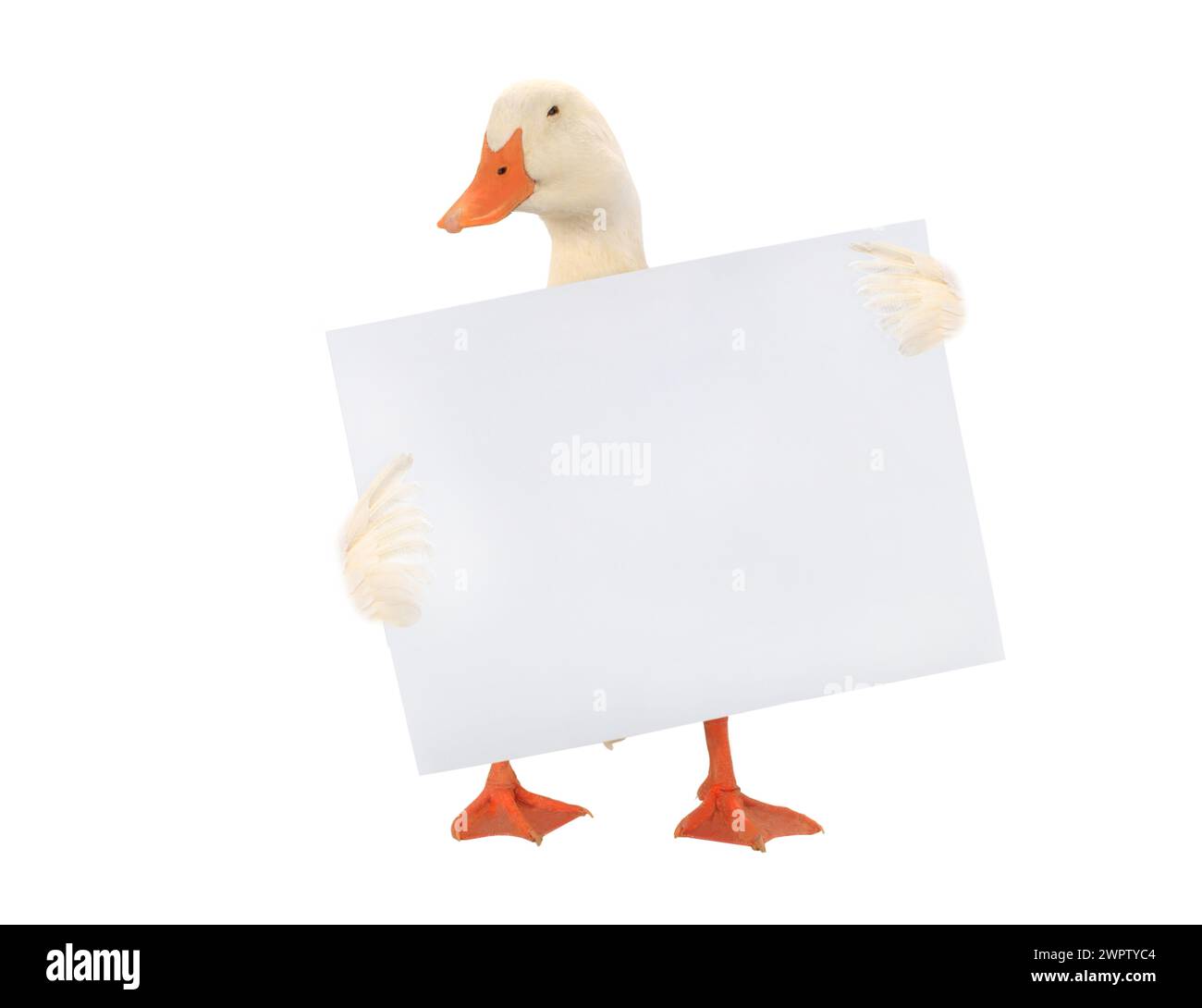 Female duck and duckling Cut Out Stock Images & Pictures - Alamy
