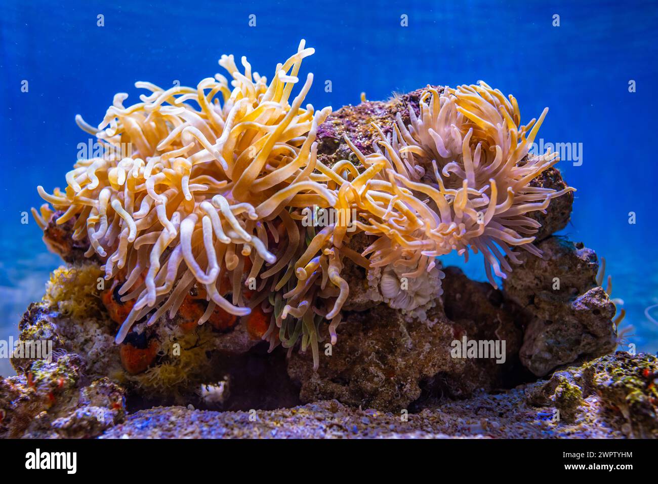 Sea anemones at an aquarium in Cape Town, South Africa Stock Photo - Alamy