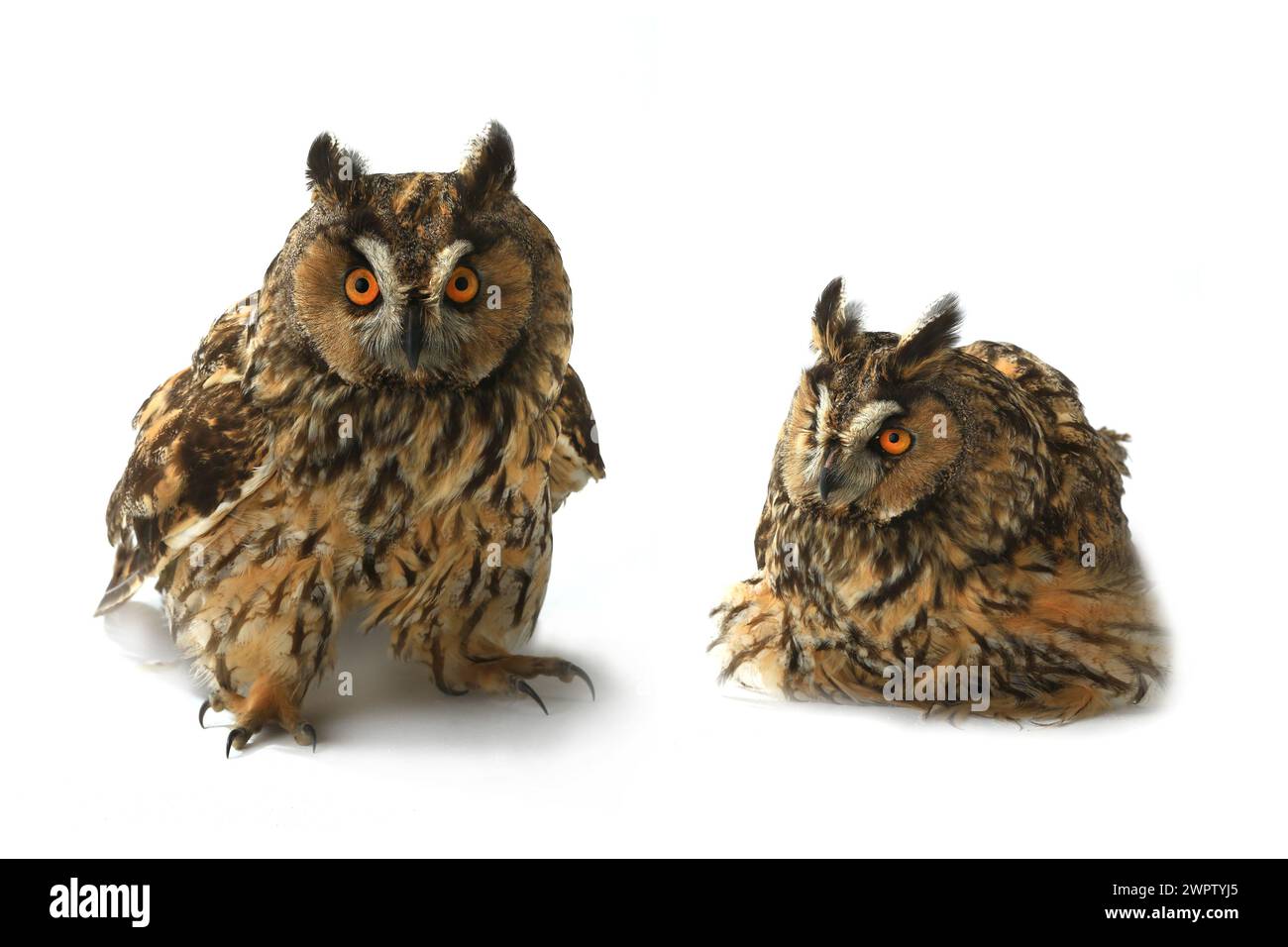 two owl with on a white background Stock Photo - Alamy