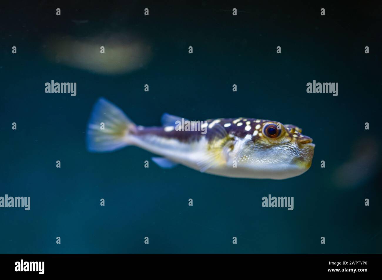 Cartoon puffer fish hi-res stock photography and images - Alamy