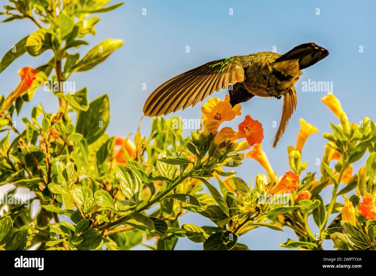 Close up photography of a hummingbird feeding on a marmalade flower, in ...