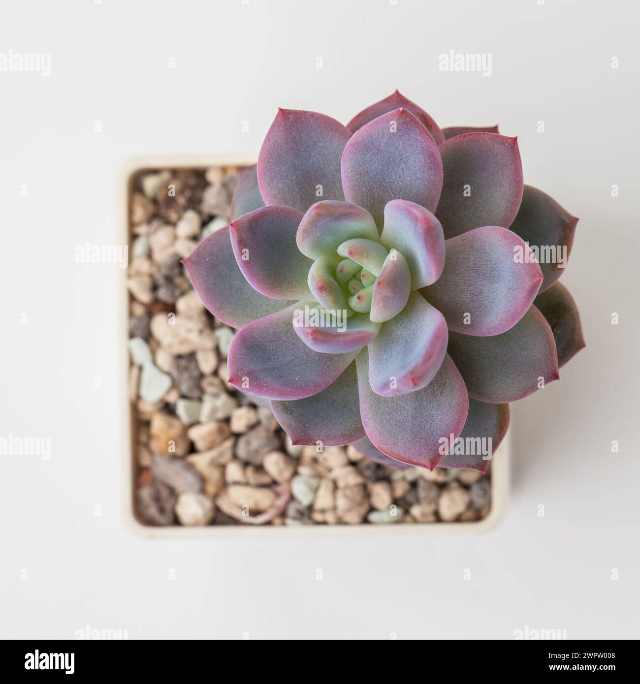 Graptoveria Opalina flower rosette houseplant close up top view Stock ...
