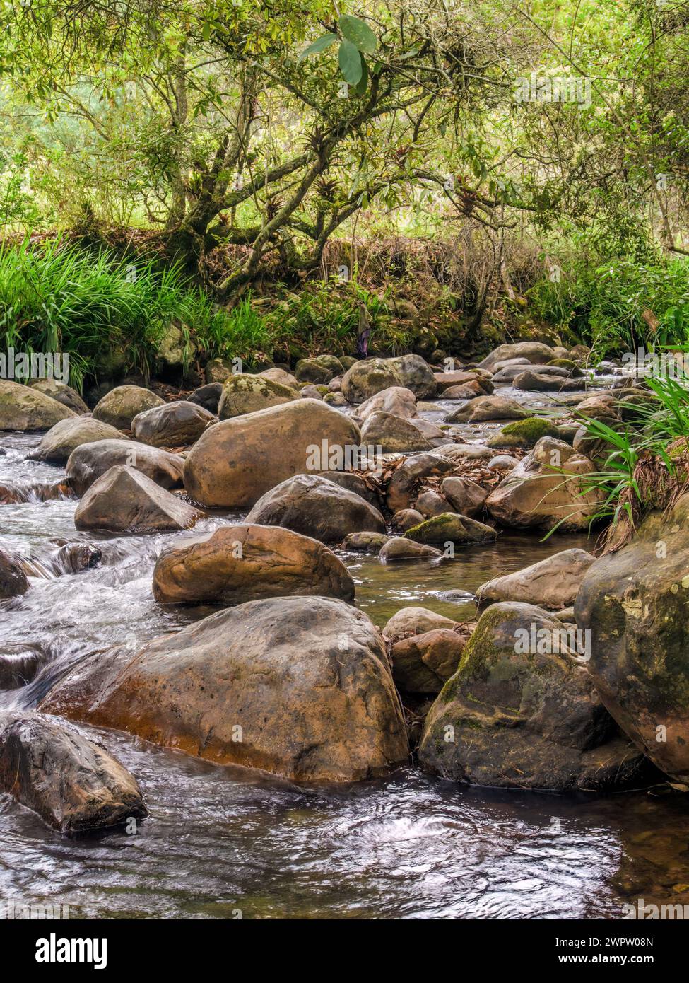 Colombian rainforest ecosystem hi-res stock photography and images - Alamy