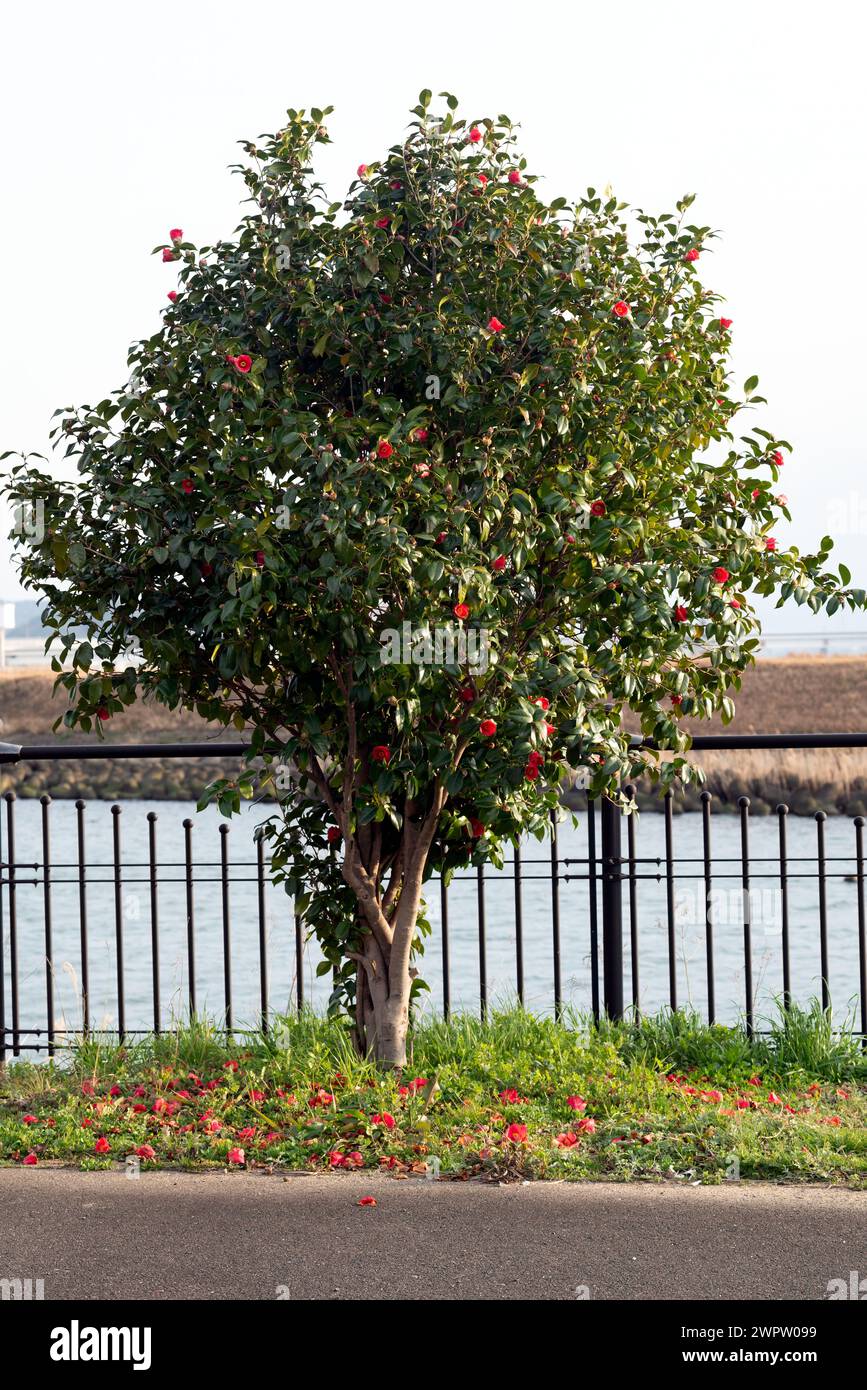 Camella tree hi-res stock photography and images - Alamy