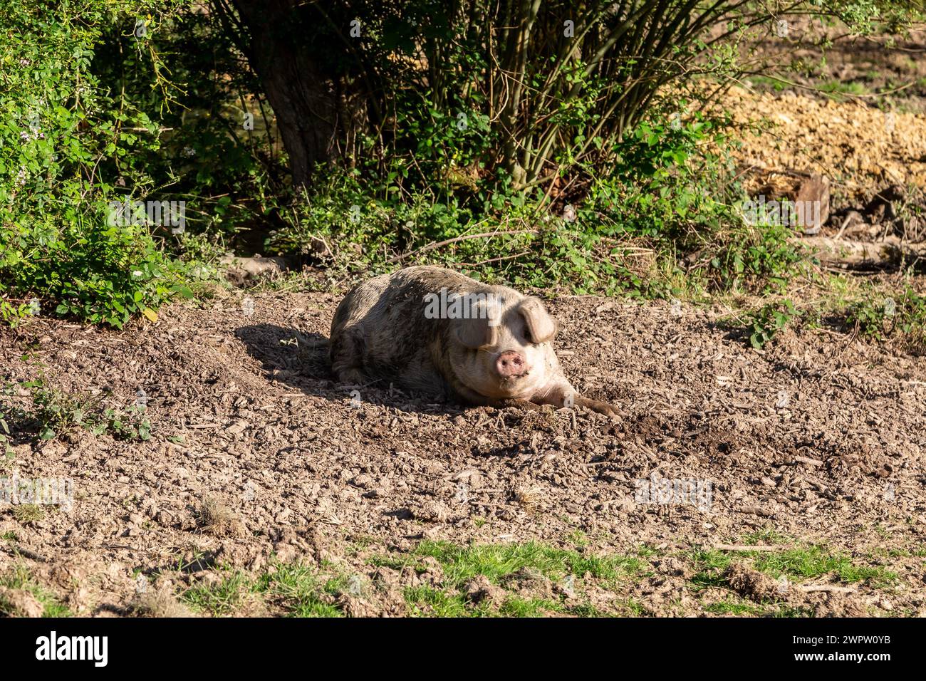 A pig in rural Sussex looking at the camera whilst laying in mud Stock ...