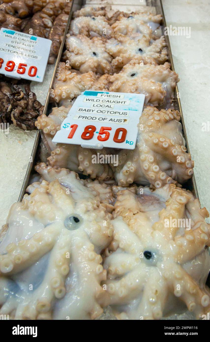 A market stall display of baby octopus for sale Stock Photo - Alamy