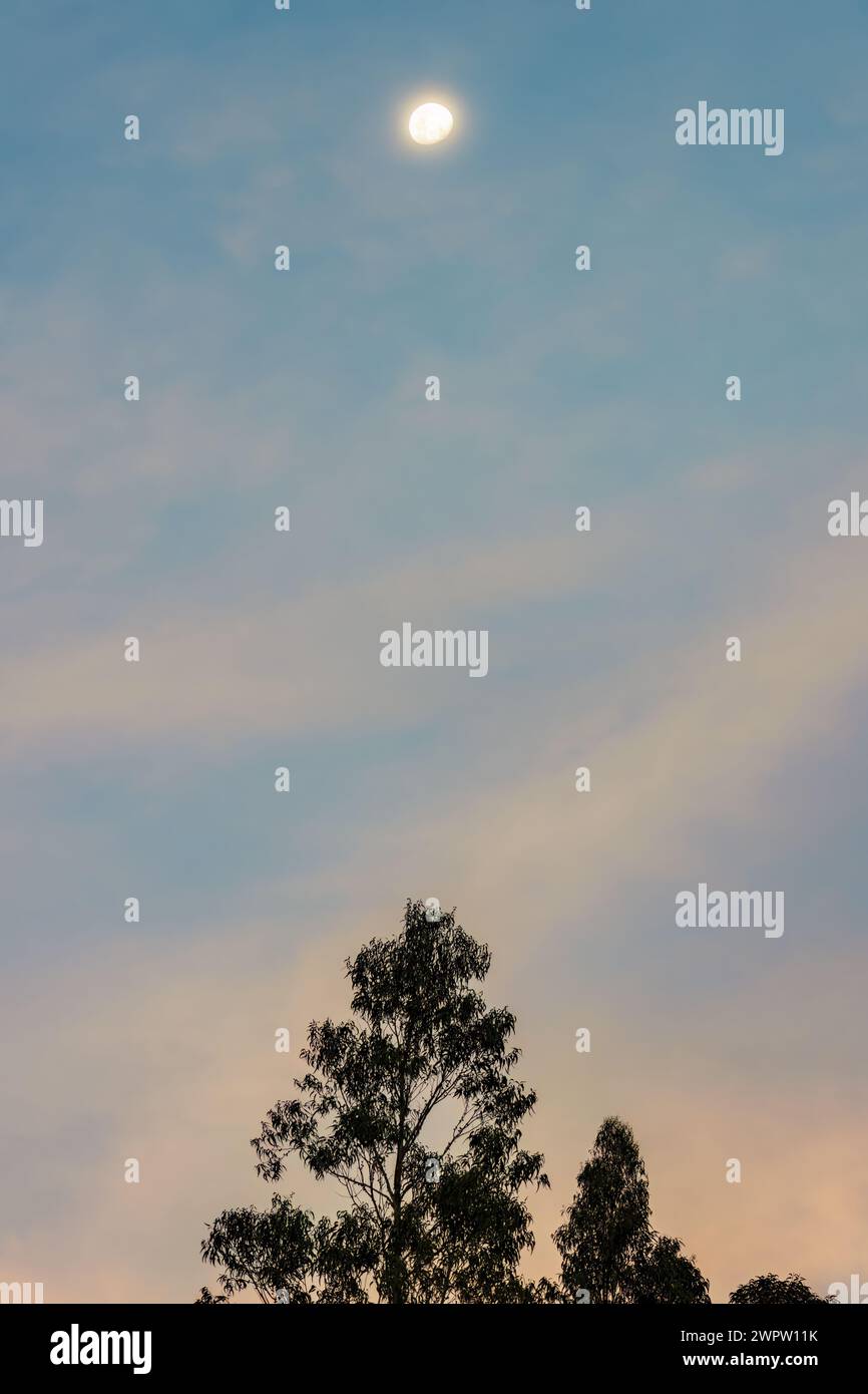 The waning moon hangs in a blue clear sky over an eucalyptus tree, in ...