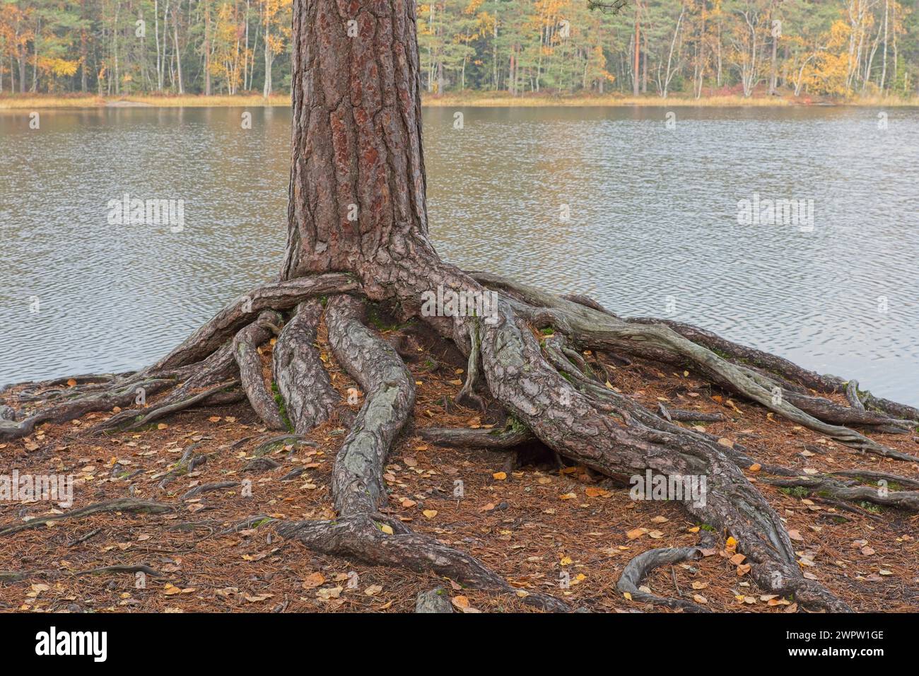 Above ground tree roots hi-res stock photography and images - Alamy