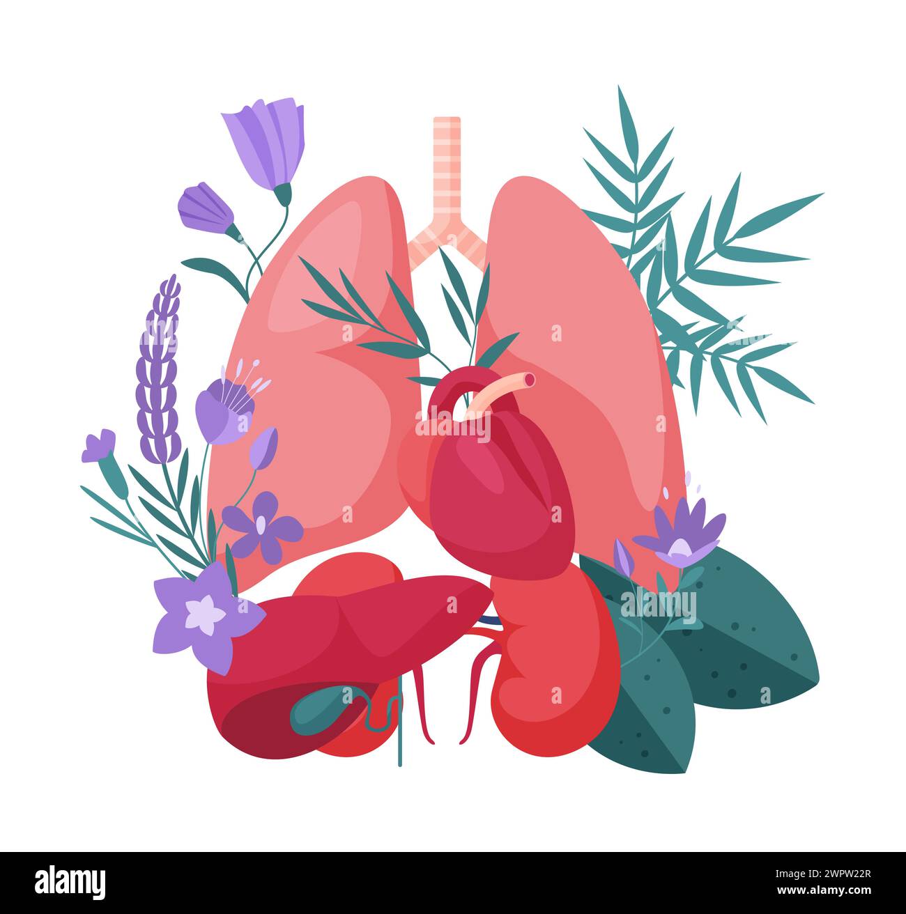 Support and care for health of internal organs. Healthy human lungs and ...