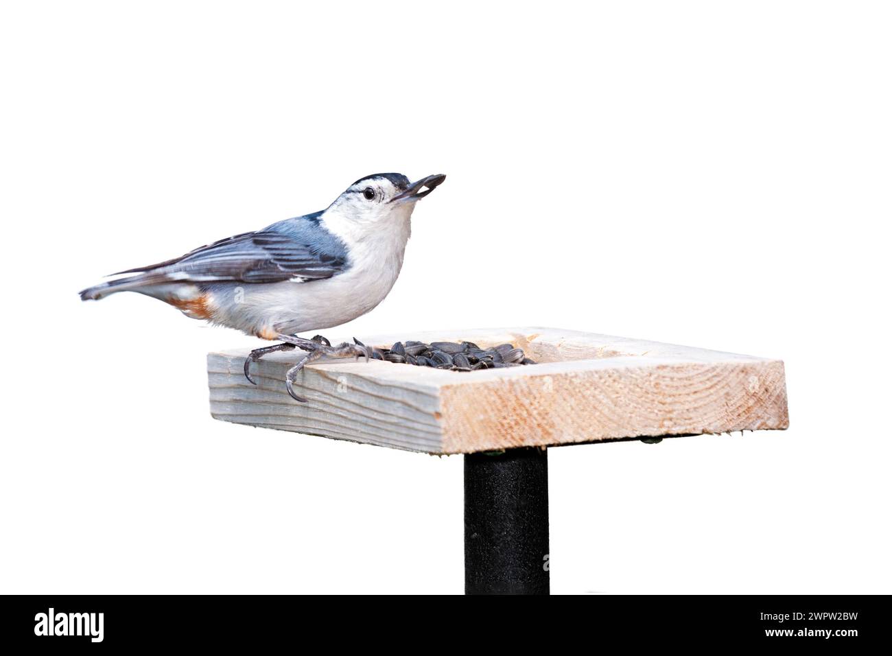 A white breasted nuthatch sits on top of a sunflower seed feeder. White ...