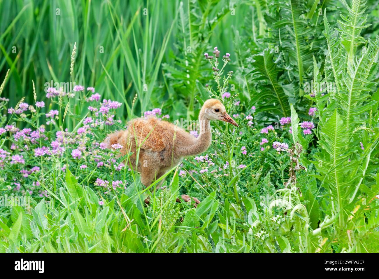 Stand crane hi-res stock photography and images - Alamy