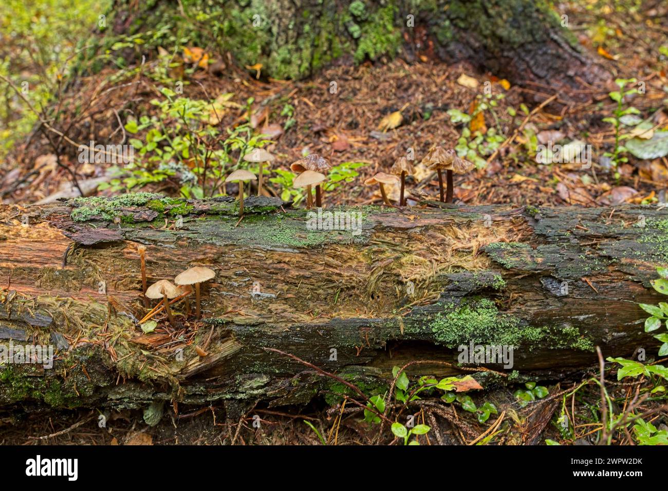 A closeup of wild mushrooms growing on a dead fallen tree trunk covered ...