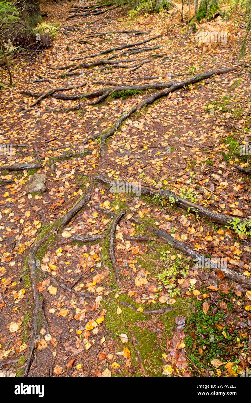 Nature trail with exposed tree roots and leaves on the ground in autumn ...