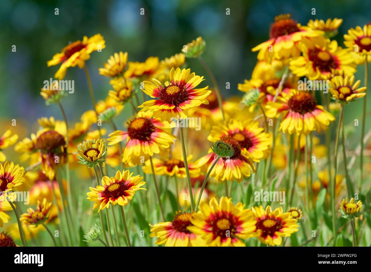 Morning Wildflowers. Low angle shot of Sundance flowers in a meadow ...