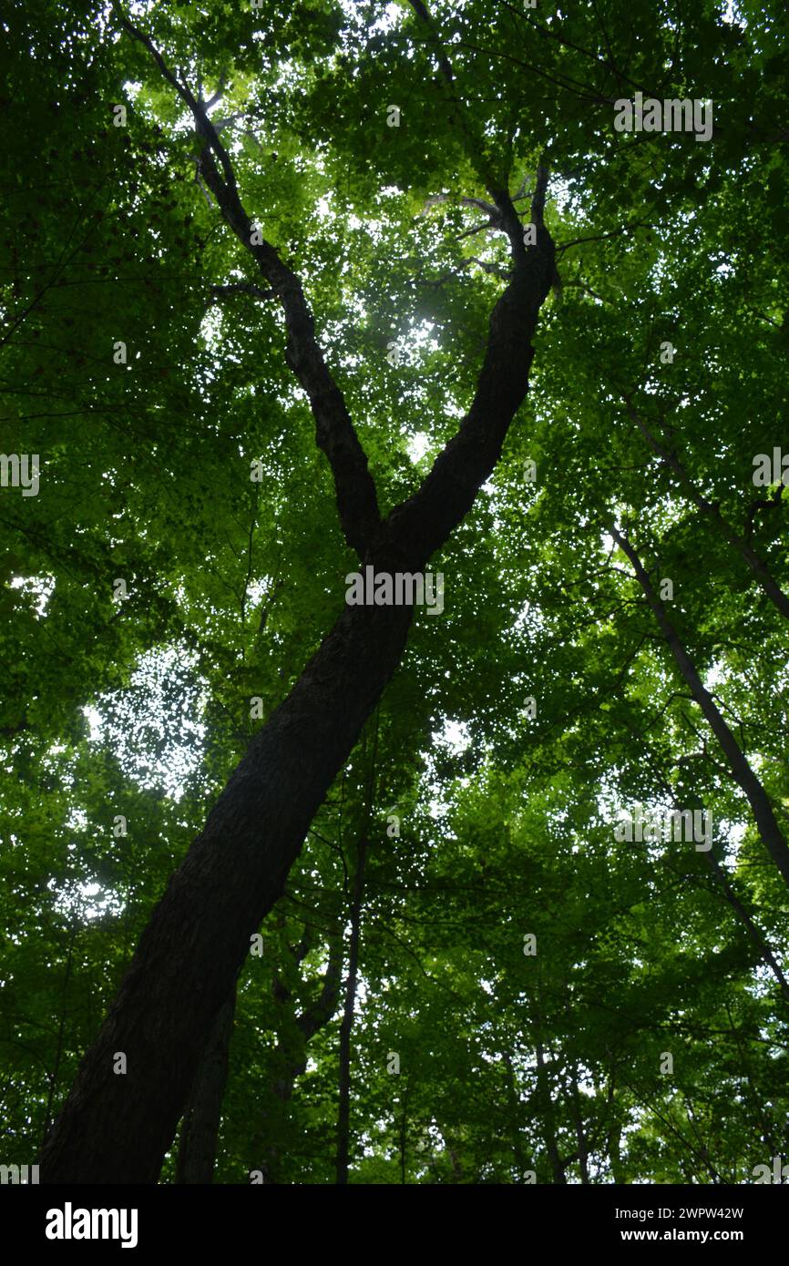 Olf forest hi-res stock photography and images - Alamy