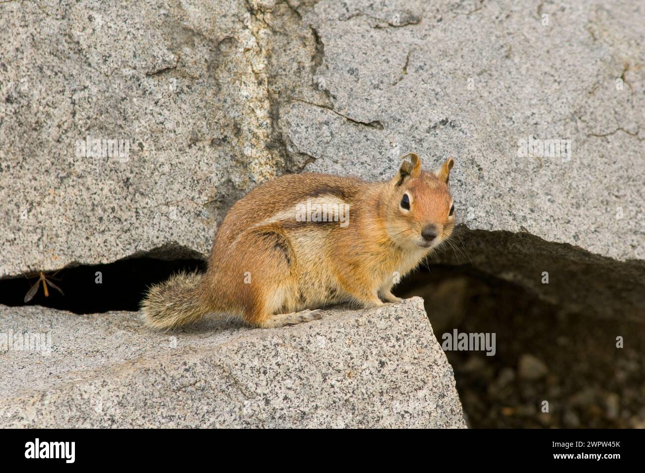 Cascade Golden-Mantled ground squirrel Spermophilus townsendii along ...