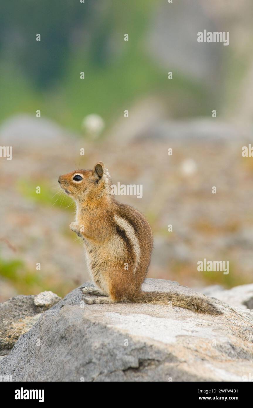 Cascade Golden-Mantled ground squirrel Spermophilus townsendii along ...