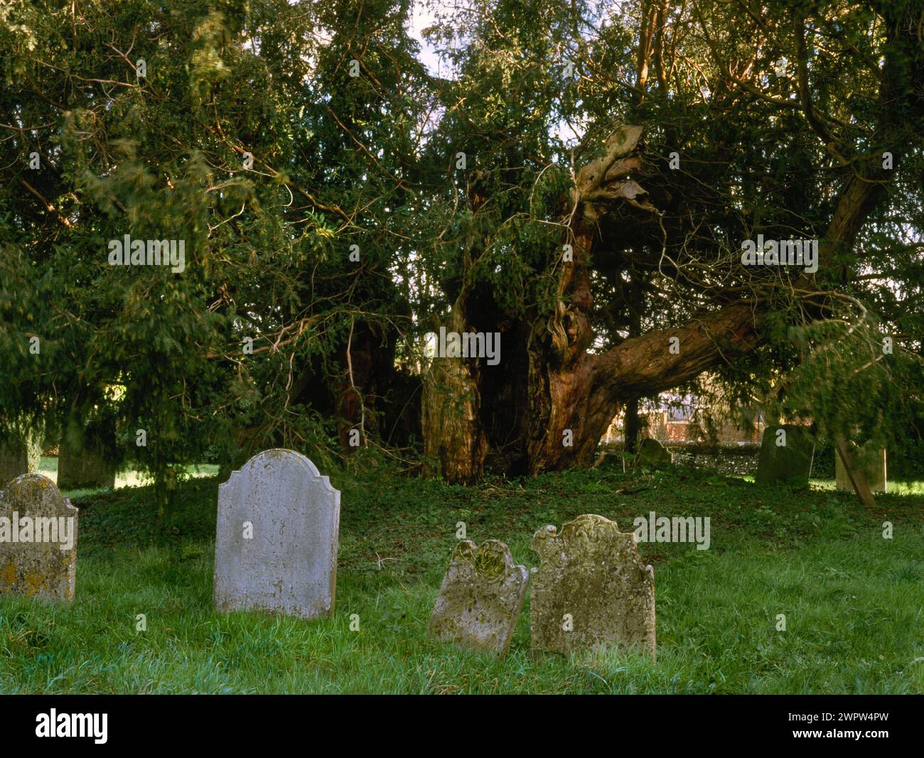 Long Sutton, All saints Church, Odiham, Basingstoke, Hants. Looking NE ...