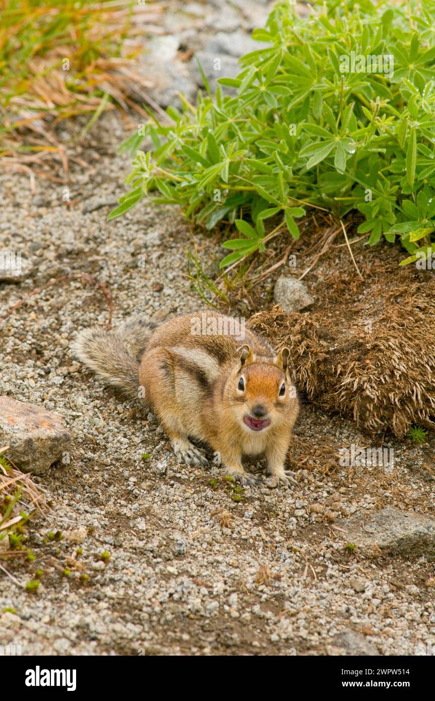 Cascade Golden-Mantled ground squirrel Spermophilus townsendii along ...