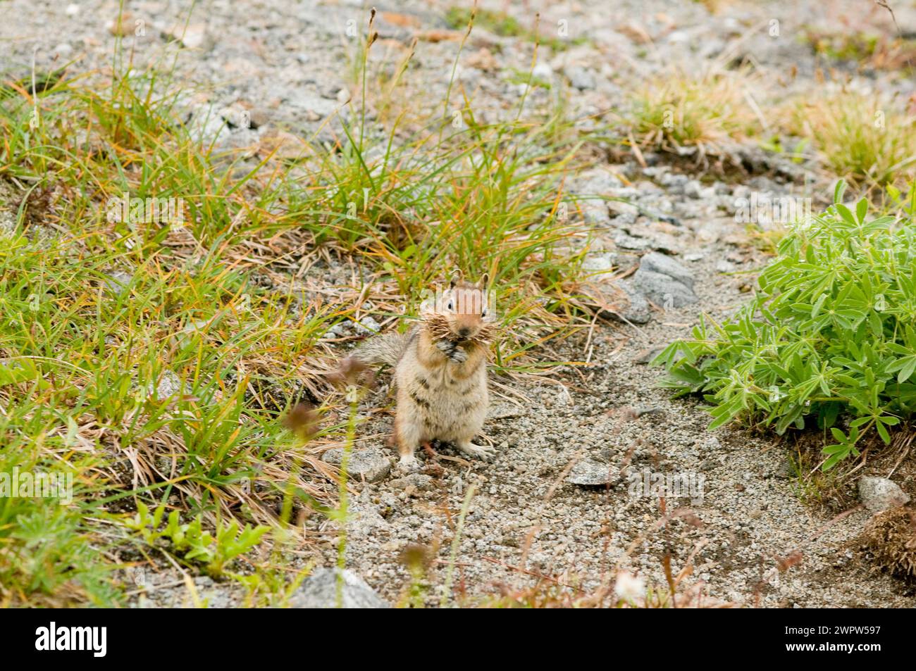 Cascade Golden-Mantled ground squirrel Spermophilus townsendii along ...