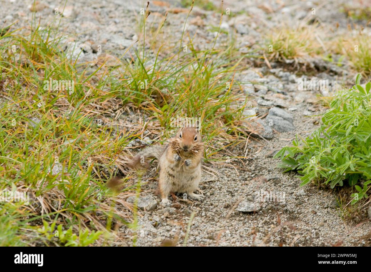 Cascade Golden-Mantled ground squirrel Spermophilus townsendii along ...