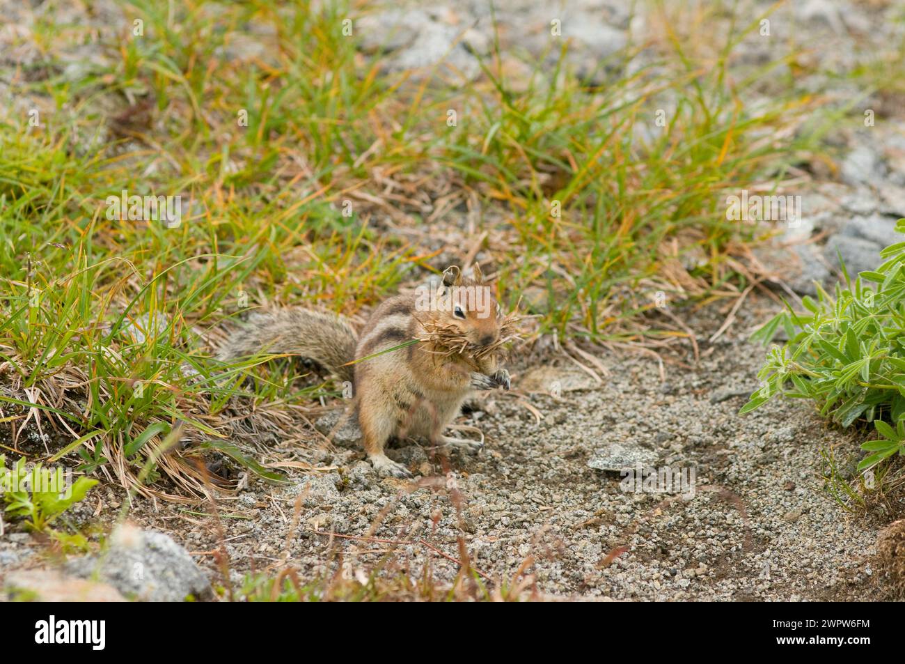 Cascade Golden-Mantled ground squirrel Spermophilus townsendii along ...