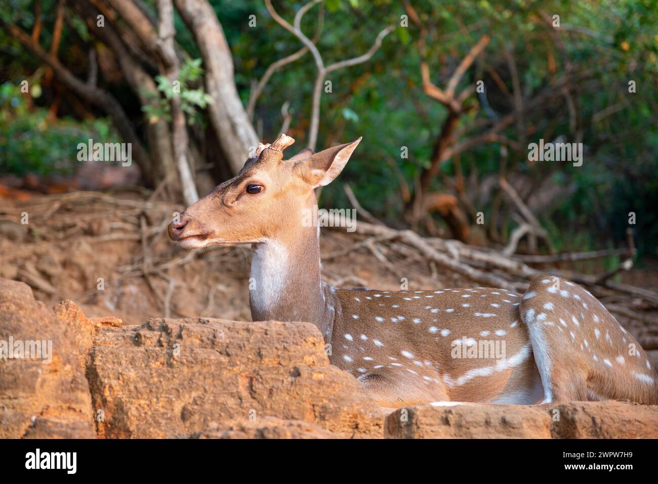 Deer sri lanka hi-res stock photography and images - Alamy