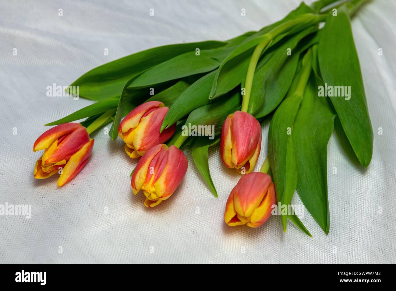 Five tulips red yellow hi-res stock photography and images - Alamy