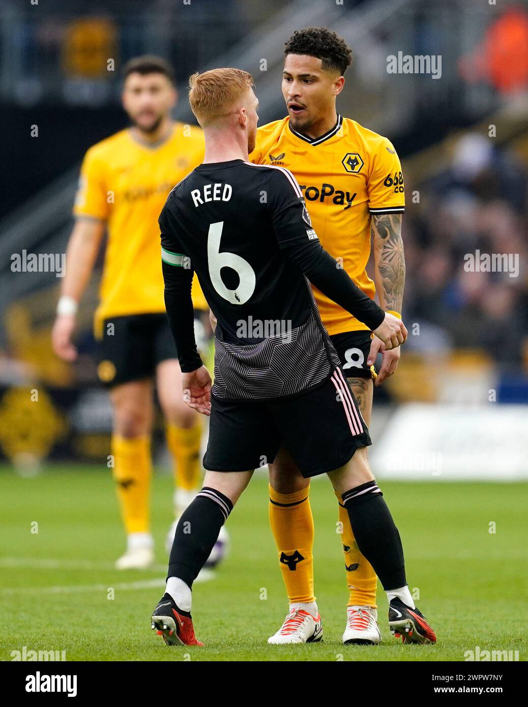 Tempers fray between Fulham's Harrison Reed and Wolverhampton Wanderers ...