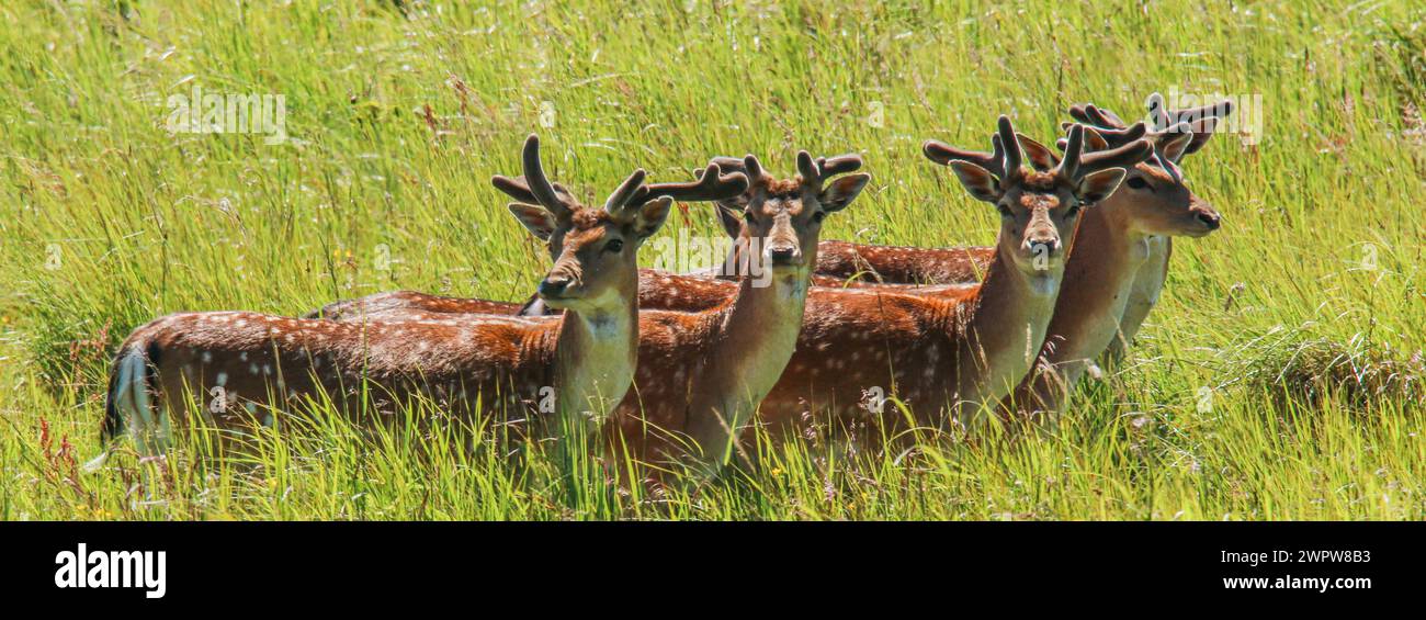 Ottenby nature reserve hi-res stock photography and images - Alamy