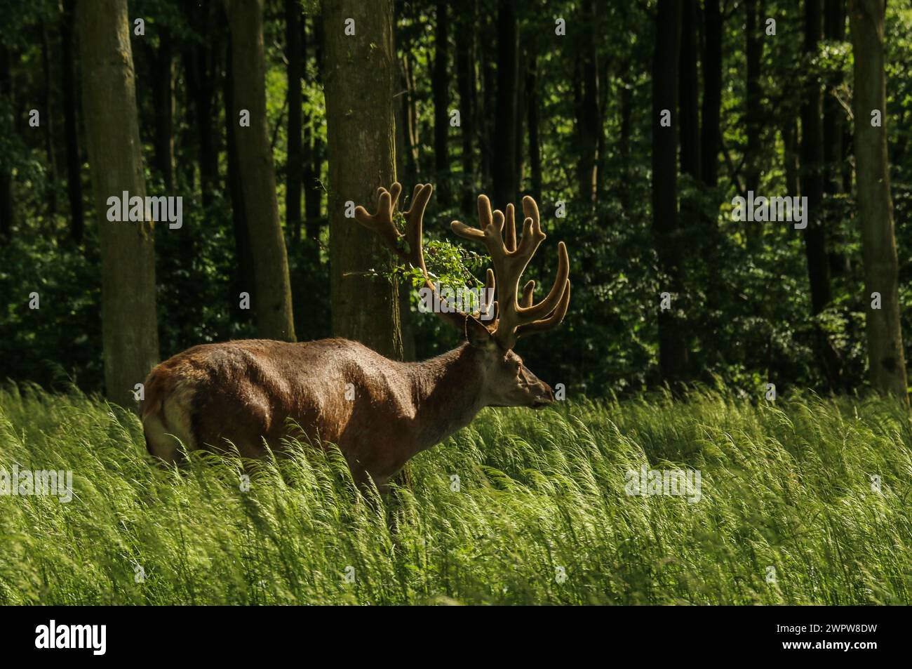 Dyrehaven park hi-res stock photography and images - Alamy