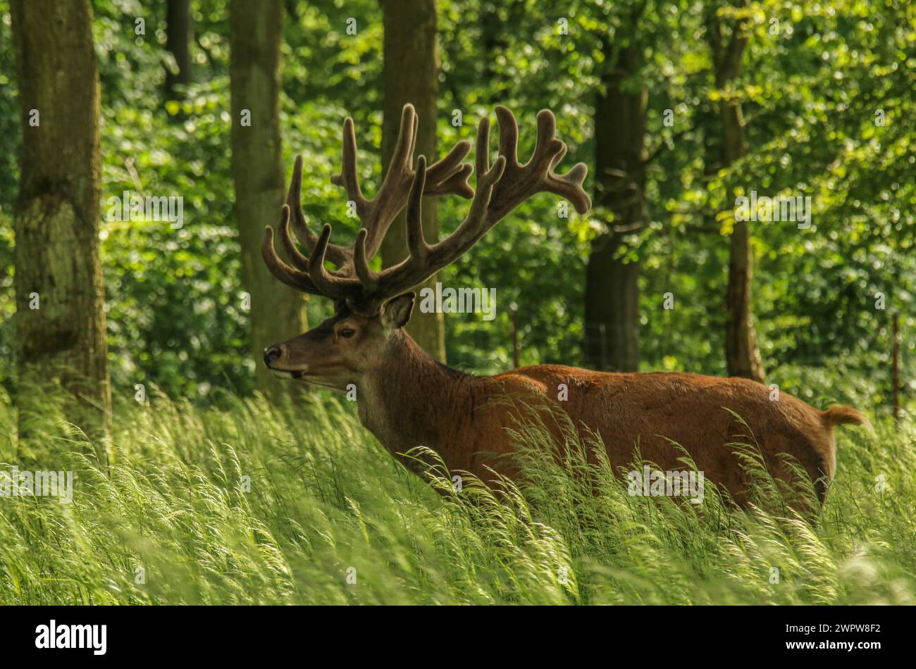 Dyrehaven park hi-res stock photography and images - Alamy