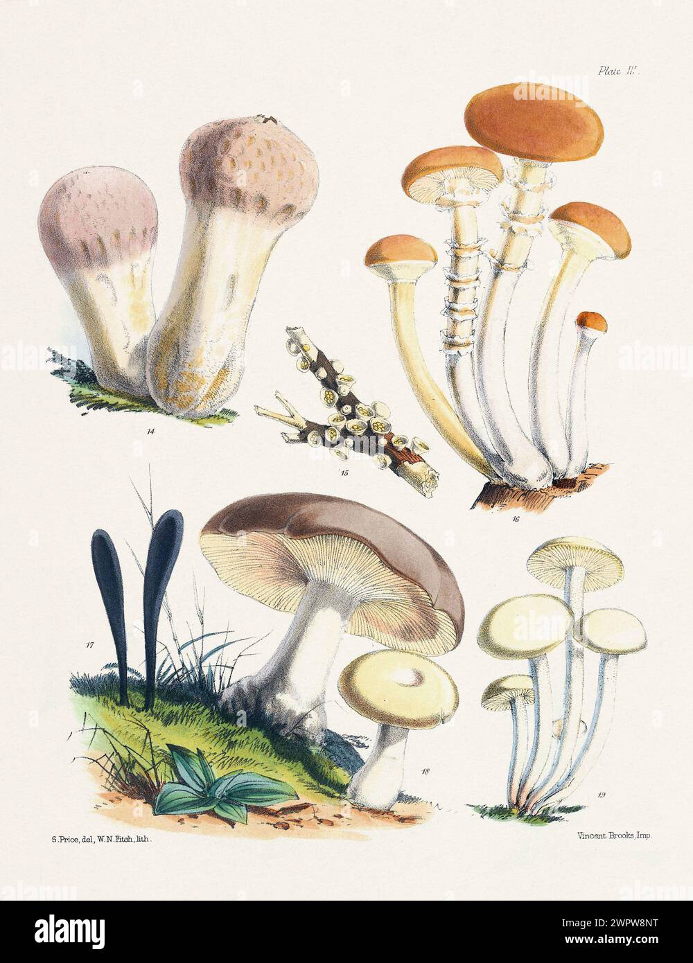 Vintage Mushroom Illustration: Botanical Fungi Art. 14. LYCOPERDON ...