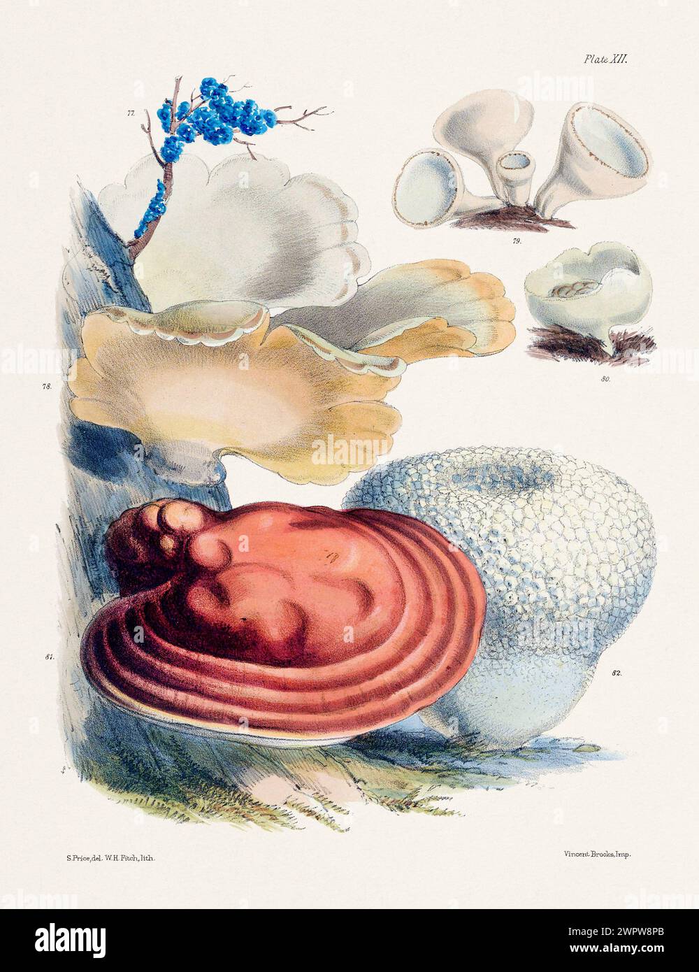 Vintage Mushroom Illustration: Botanical Fungi Art. 77. STEREUM ...