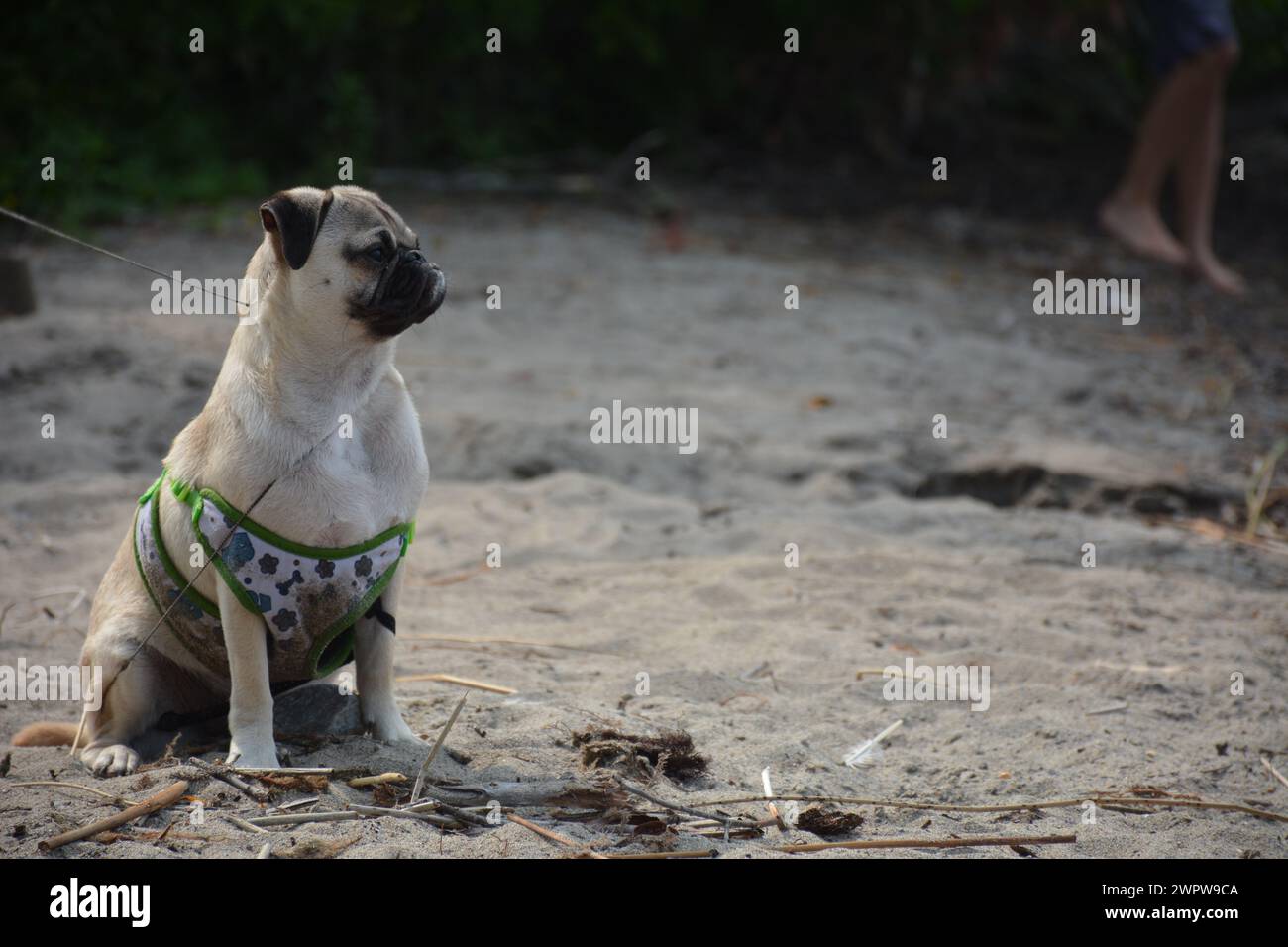 Meldrum dog hi-res stock photography and images - Alamy